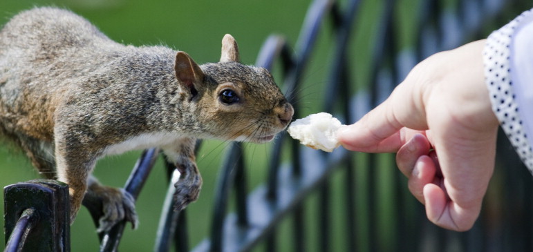 Wild Life Mammals as Pets and How to Tame Animals in the Zoo: